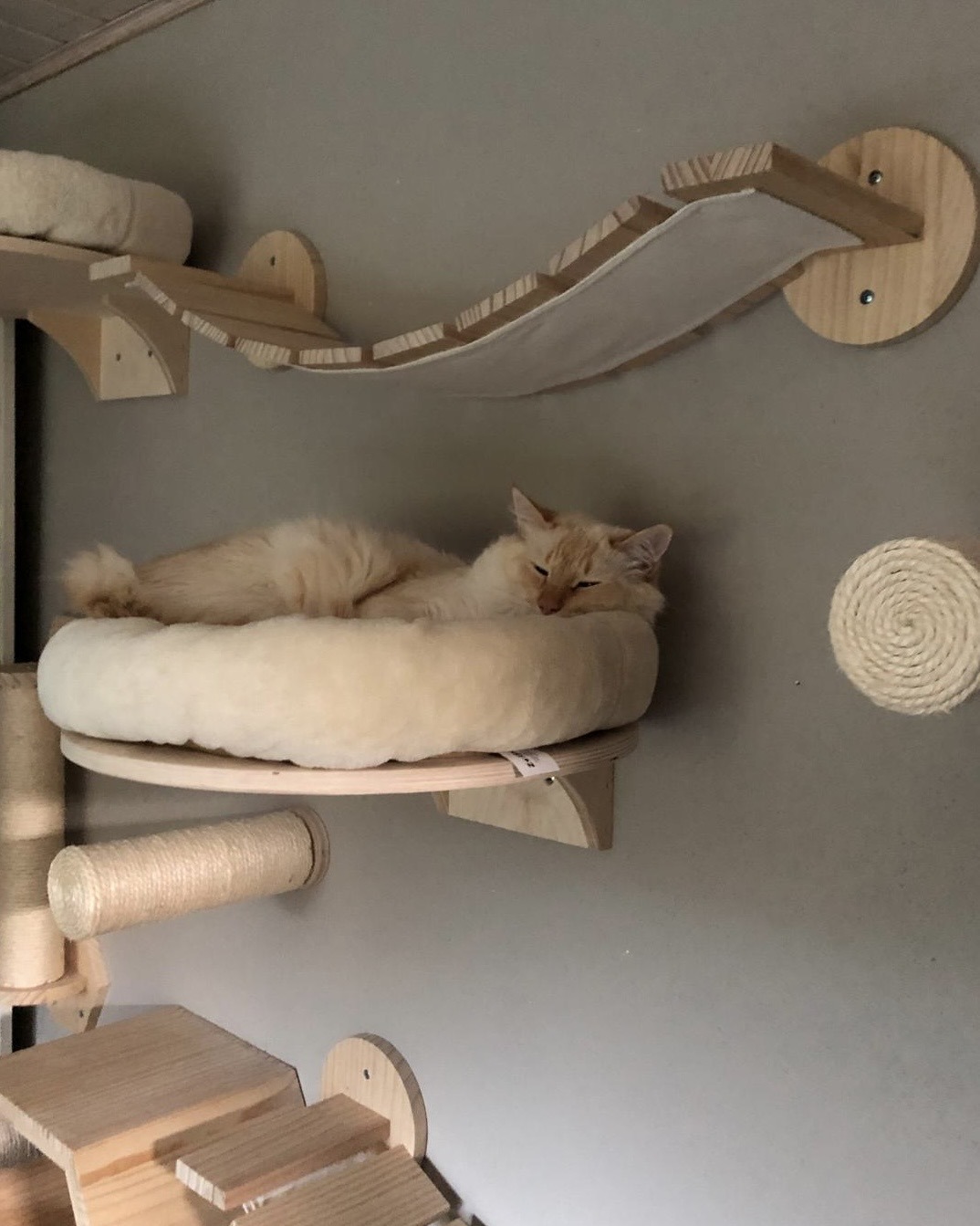 Catwalk für Katzen: Mehr Raum und Abenteuer für deine Samtpfote ...